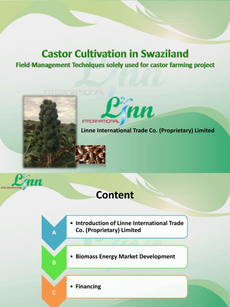 Castor Business Plan - en | PDF | Agriculture | Silk