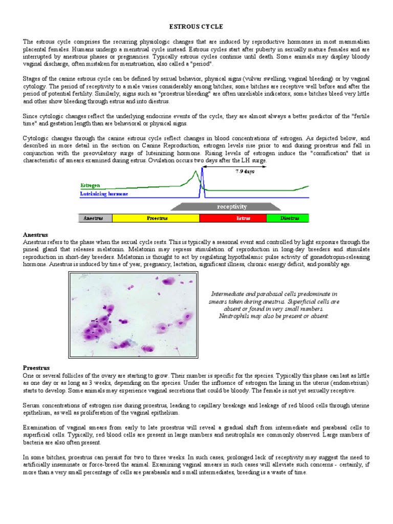 Estrous Cycle | Menstrual Cycle | Animal Sexuality