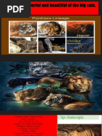 Adaptations of A Black Panther | PDF | Leopard | Cougar