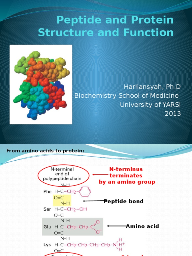 Peptida Dan Protein (2013) | PDF | Protein Domain | Proteins
