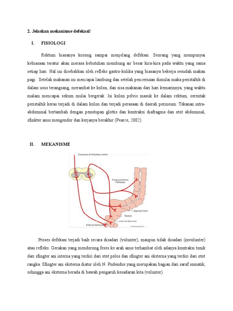 Mekanisme Defekasi | PDF