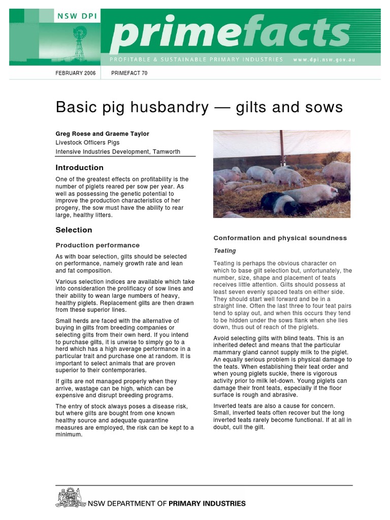 Basic Pig Husbandry-Gilts and Sows - Primefact 70-Final | PDF ...