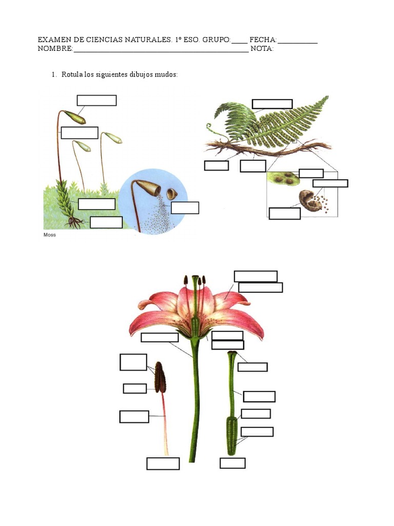 Examen del Tema 3 de Biología y Geología de 1ºESO: Las Plantas