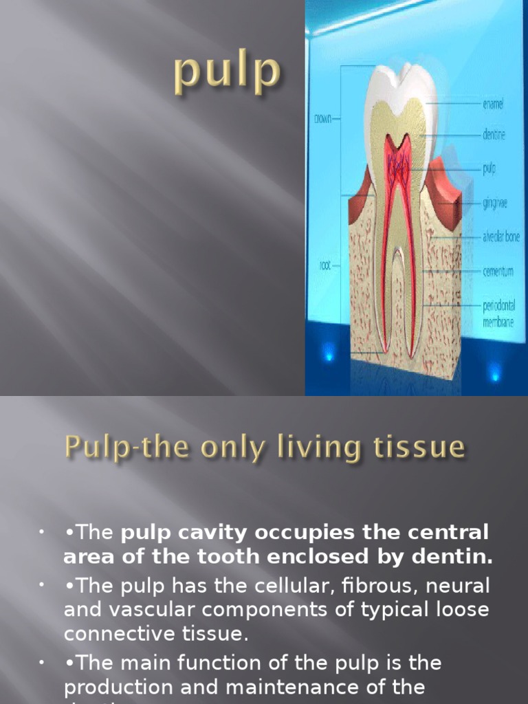 The Anatomy and Microscopic Structure of the Tooth Pulp | PDF | Mouth ...