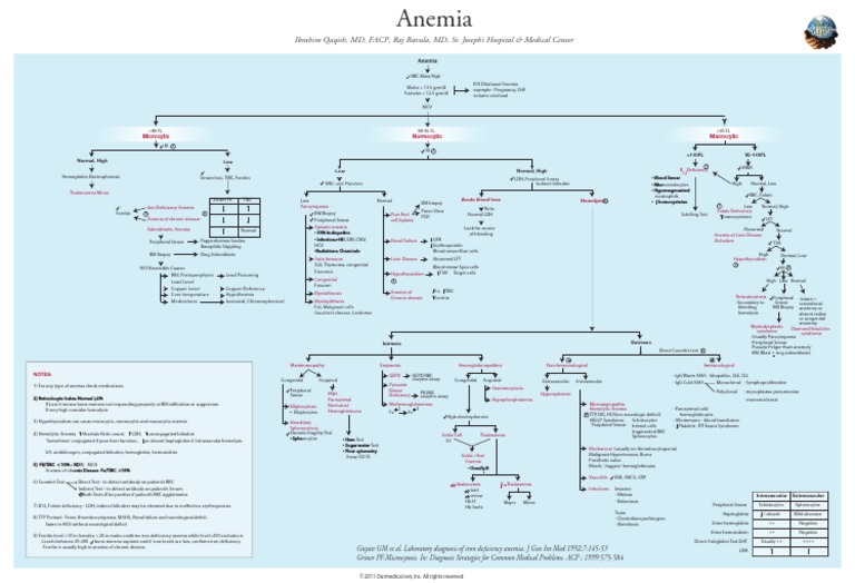 Anemia Diagnosis and Classification Flowchart | PDF | Anemia | Hematology