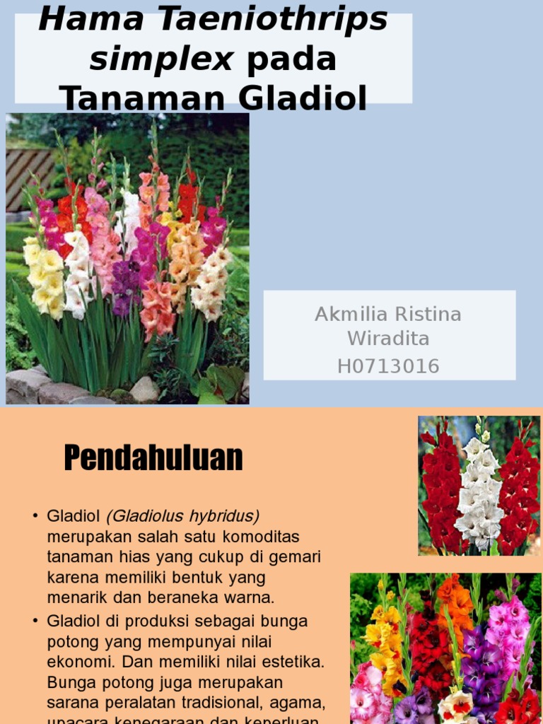 Hama Taeniothrips Simplex Pada Tanaman Gladiol | PDF