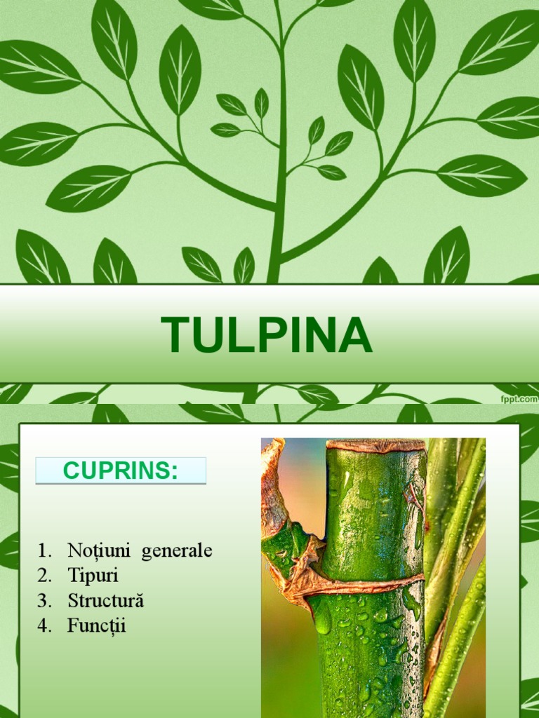 TULPINA | PDF