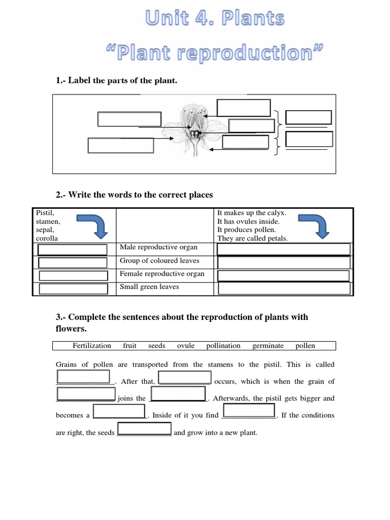 Plant Reproduction | PDF | Science & Mathematics