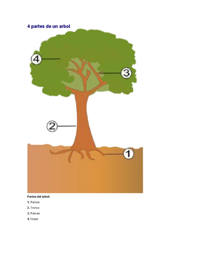 Conoce Las Partes De Un Árbol – 5 partes de una planta y sus funciones ...