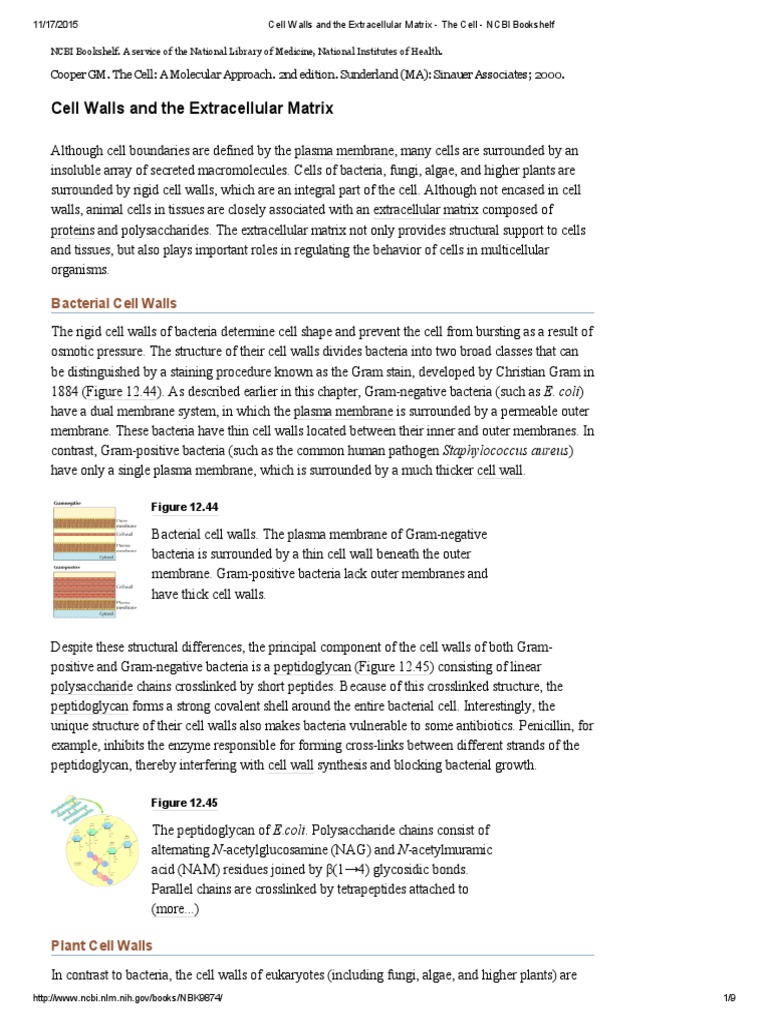 Cell Walls and The Extracellular Matrix - The Cell - Ncbi Bookshelf ...