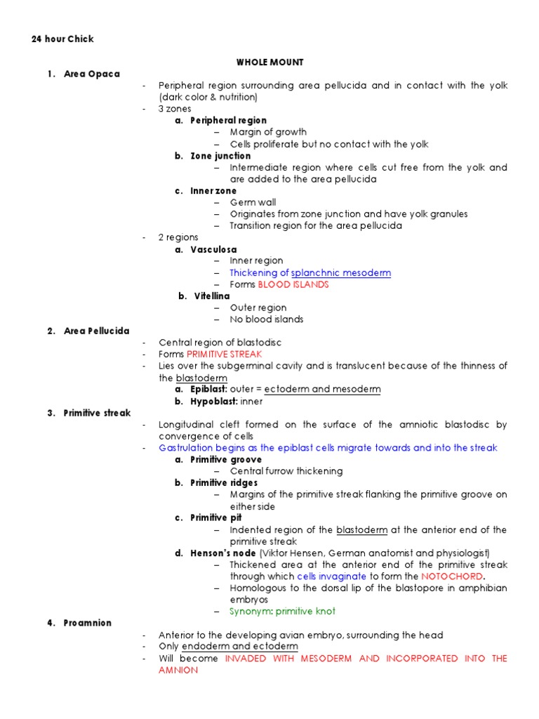 24 33 Hour Chick | PDF | Aorta | Nervous System