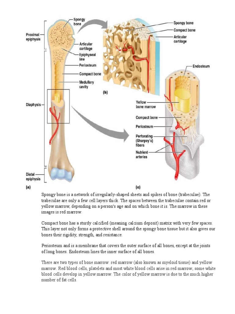 Understanding Spongy Bone Structure | PDF