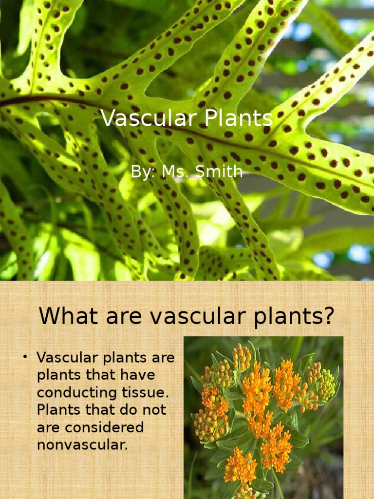 Understanding Vascular Plants | PDF