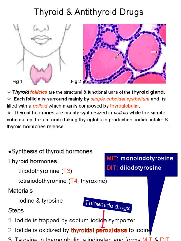 Pharmacology Tyroid And Antitiroid Hormon Pdf Thyroid Hyperthyroidism