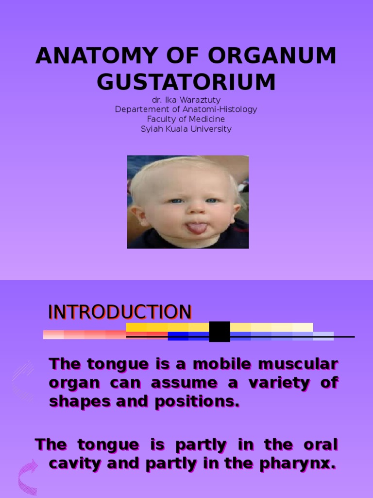 Anatomy of the Organum Gustatorium | PDF | Tongue | Digestive System
