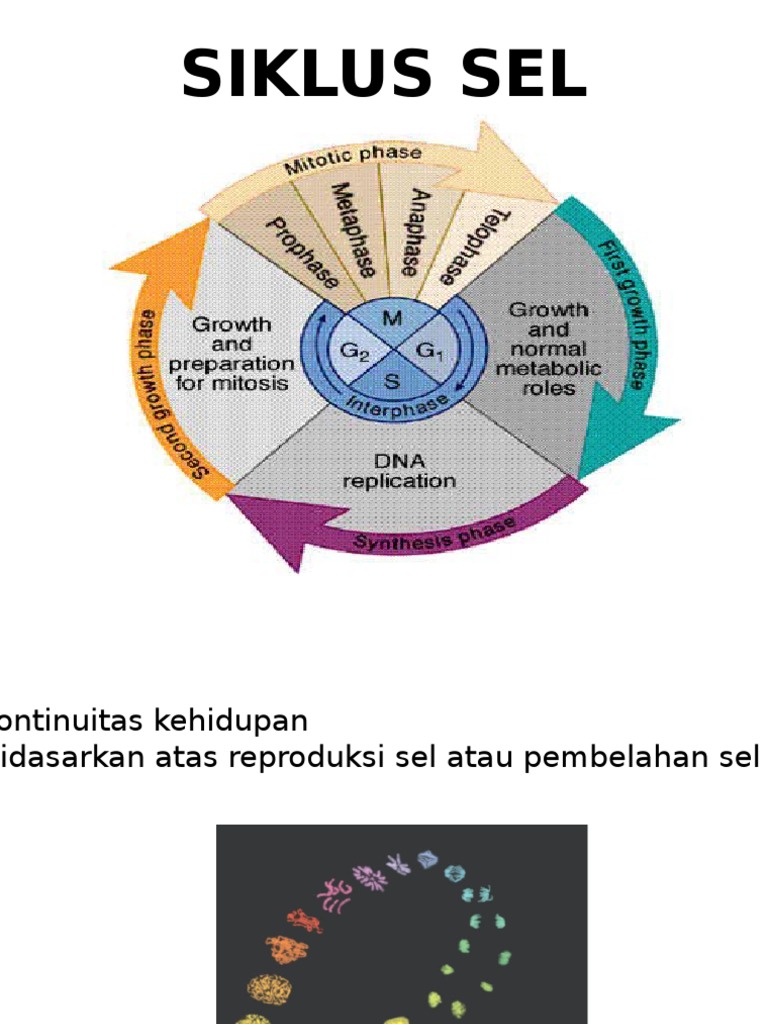 Siklus Sel Tahapan Siklus Sel Kontrol Pemelahan Sel Dan Mekanisme Sel