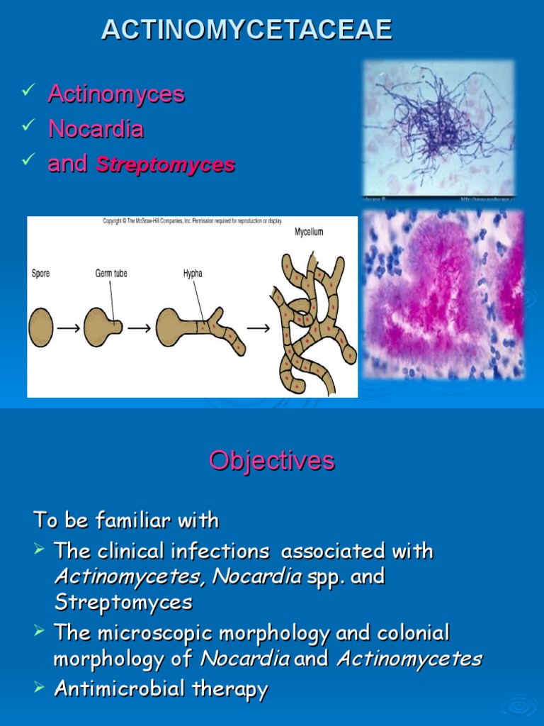Actinomyces and Nocardia 2-12-2015.ppt | Immunology | Bacteria | Free 30-day Trial | Scribd
