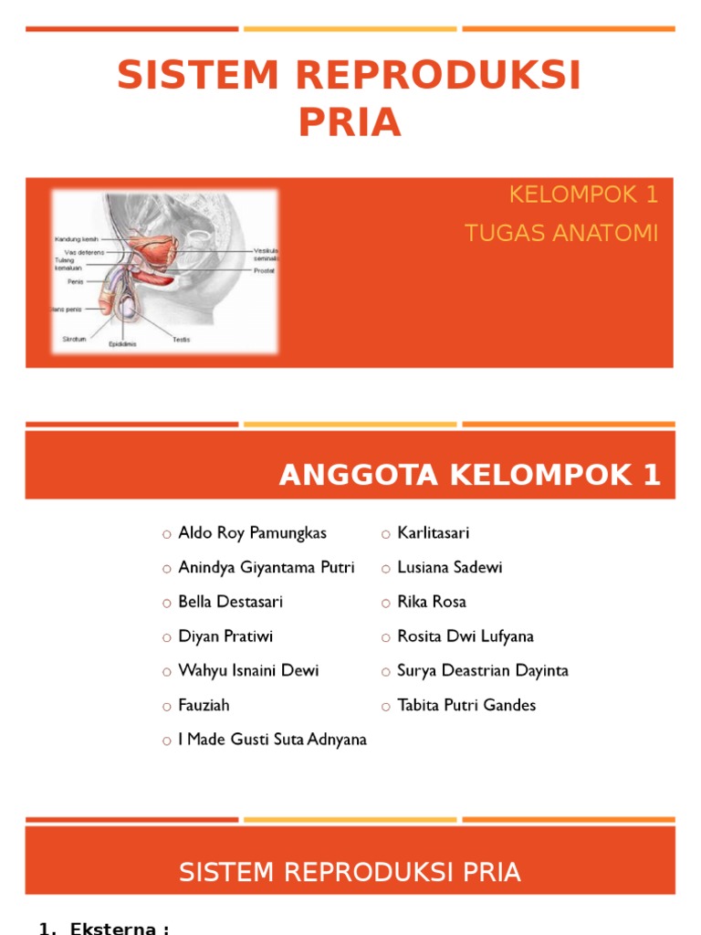 Sistem Reproduksi Pria | PDF