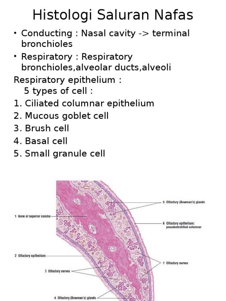 Histologi Saluran Nafas | PDF