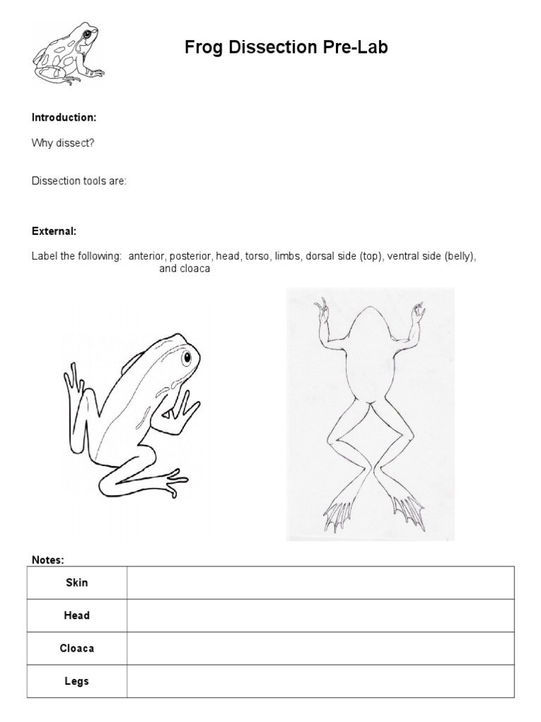 Frog Dissection Pre-Lab: Why Dissect? | PDF