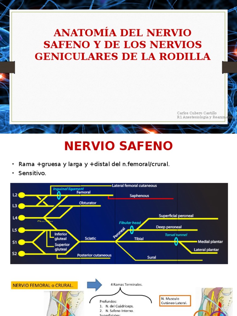 Anatomía del Nervio Safeno y Geniculares | PDF