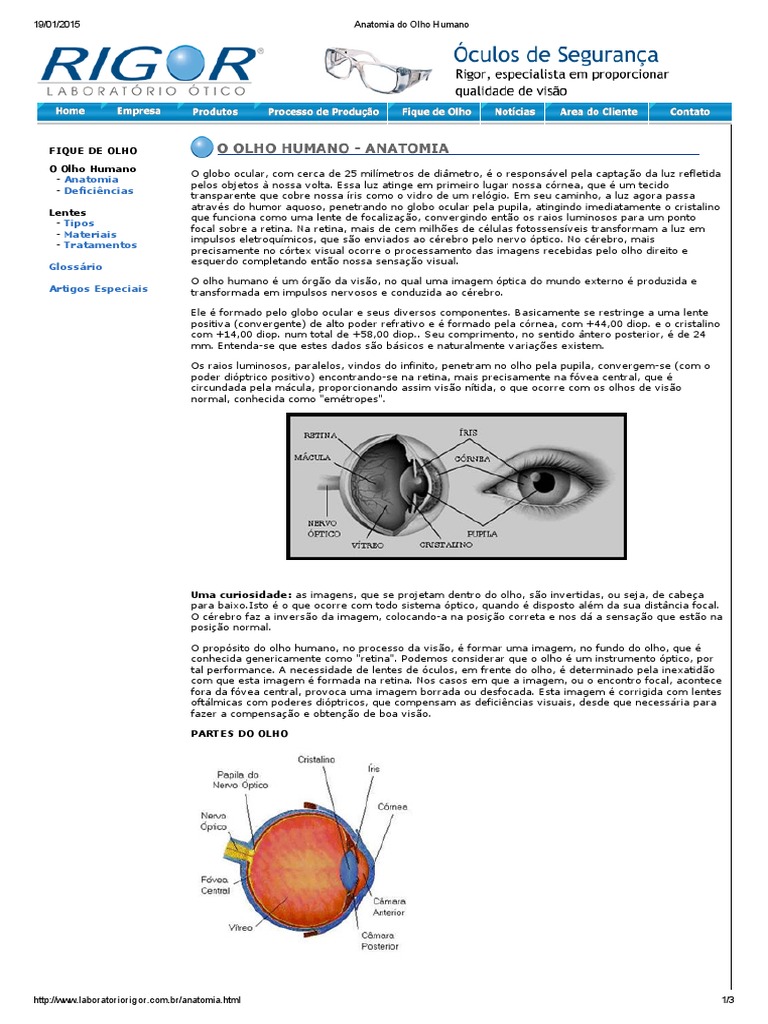 Anatomia Do Olho Humano | Olho Humano | Olho