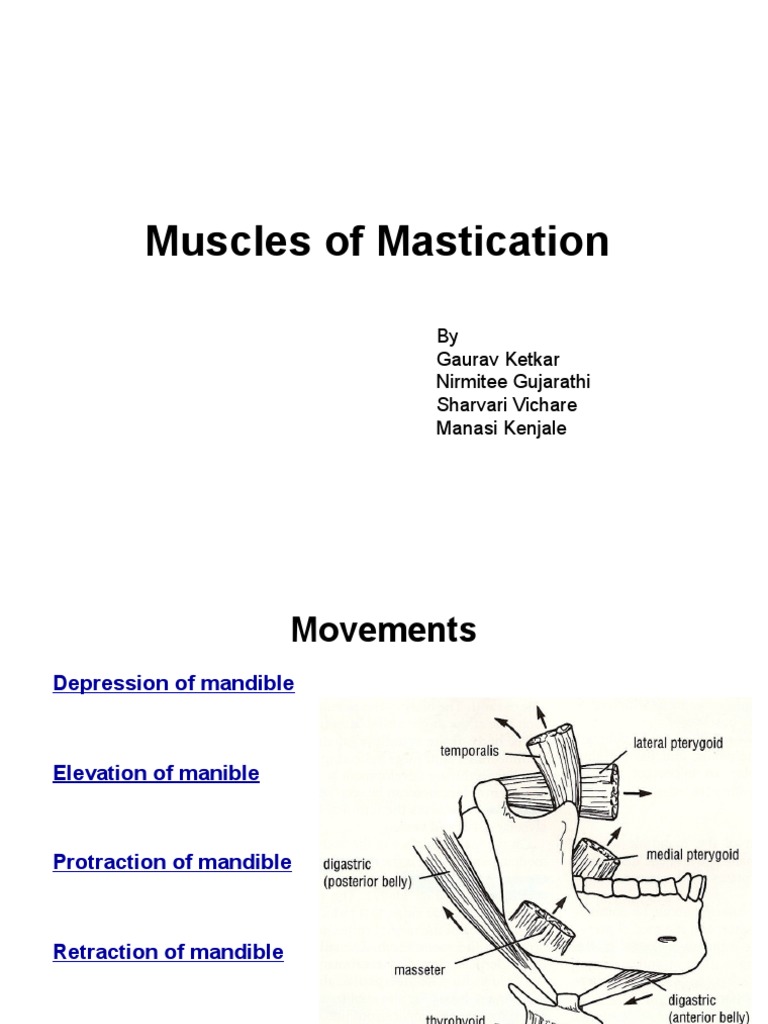 Overview of Muscles of Mastication | PDF | Skeletal System | Soft Tissue