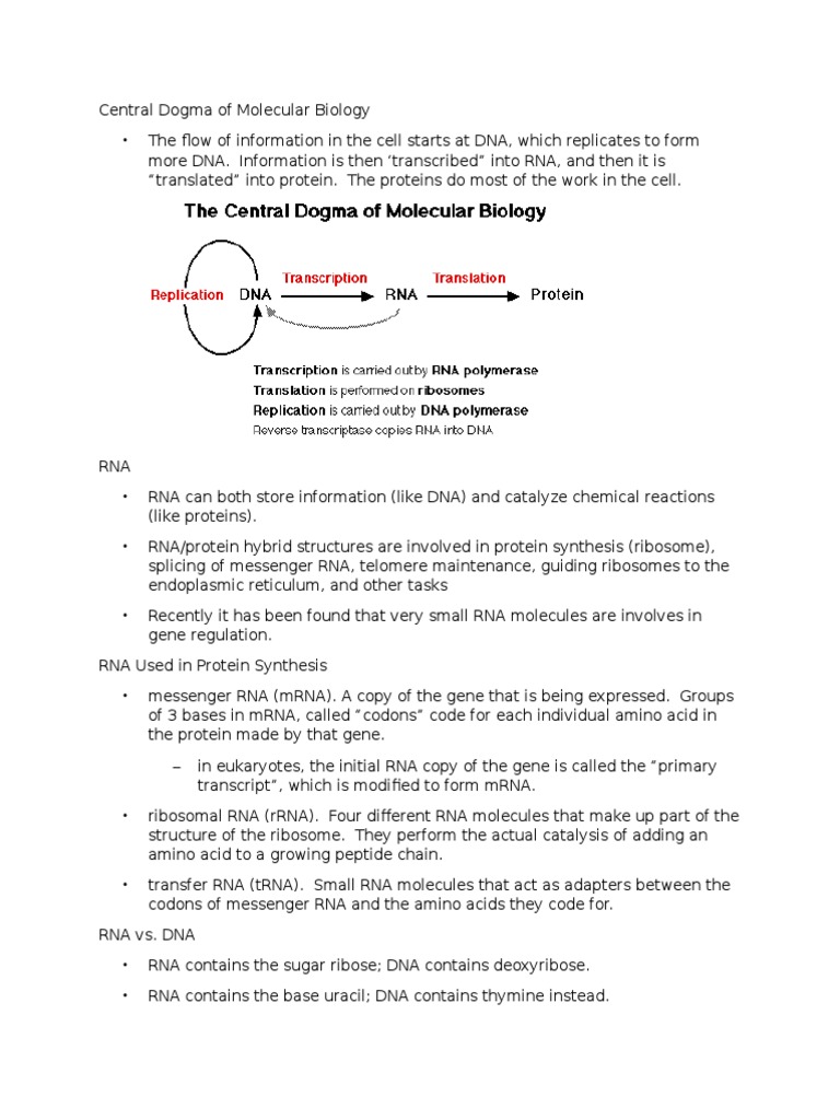 Central Dogma of Molecular Biology Explained | PDF | Rna ...