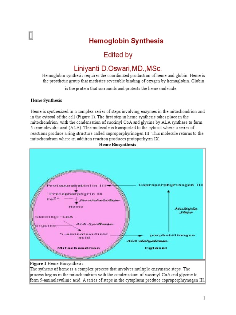 Hemoglobine Synthesis | Hemoglobin | Biosynthesis