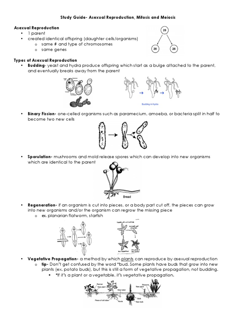Asexual Reproduction Mitosis and Meiosis Study Guide | PDF | Meiosis ...