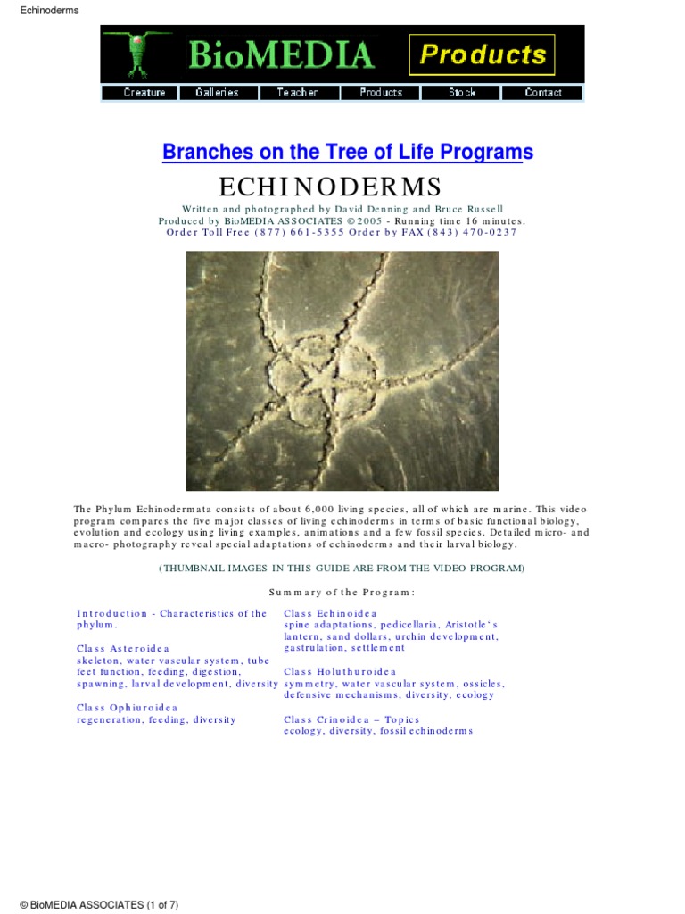 Echinoderms | Download Free PDF | Zoology | Organisms