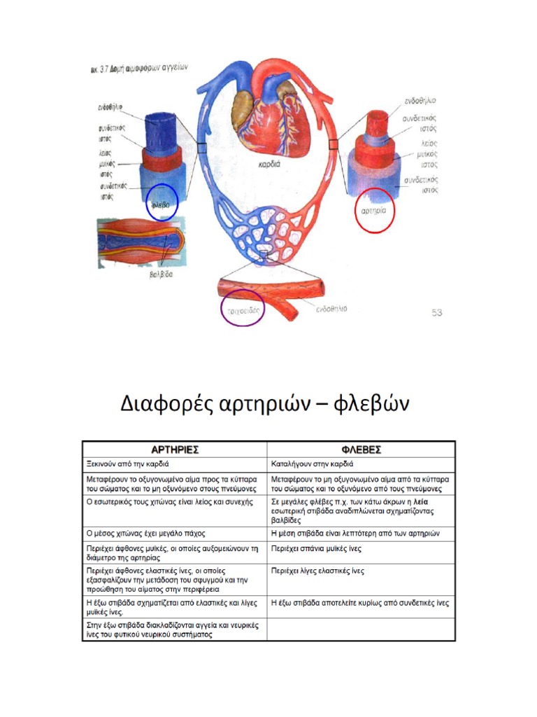 ΔΙΑΦΟΡΕΣ Αρτηριων-φλεβων Εικονα (Slide Σηφακης) | PDF