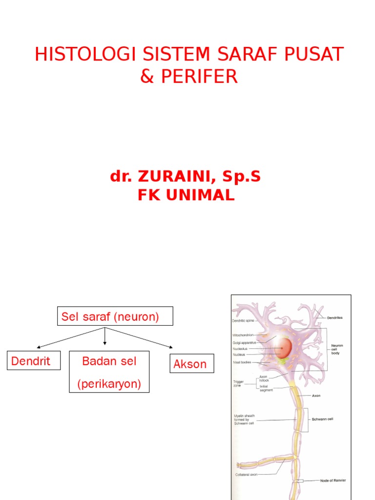 Histologi Sistem Saraf Pusat & Perifer | PDF | Griya & Taman ...