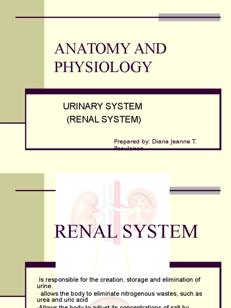Anatomy and Physiology: Urinary System (Renal System) | PDF | Urinary ...