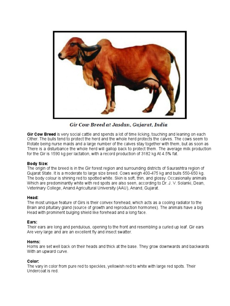 Gir Cow Breed | PDF | Livestock | Domesticated Animals