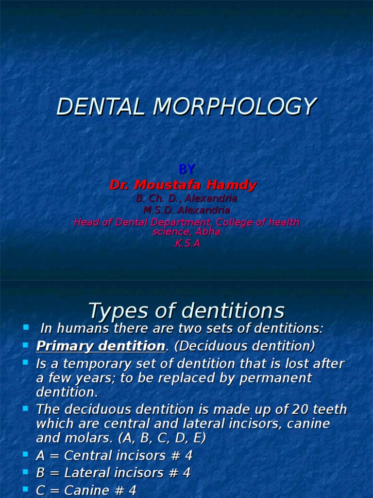Dental Morphology 1 | PDF | Dentin | Human Tooth