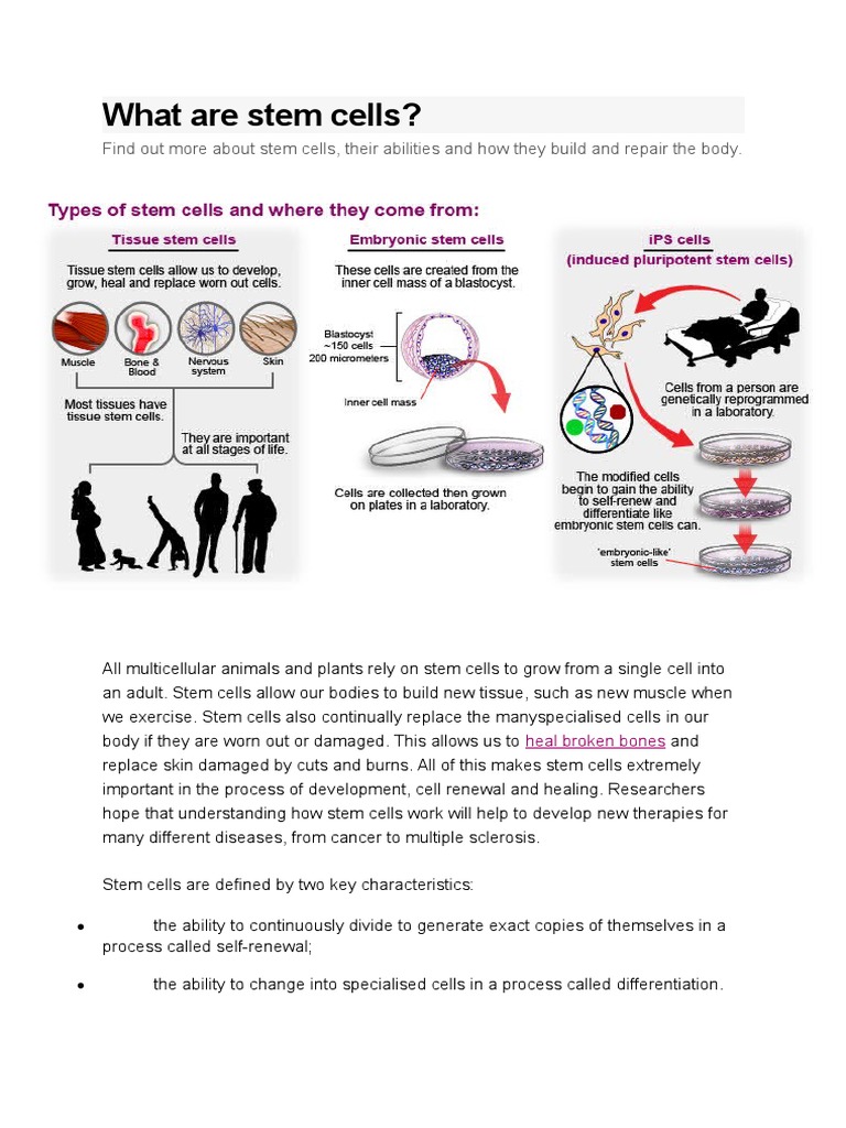 Regenerative Medicine | PDF | Stem Cell | Cell Potency