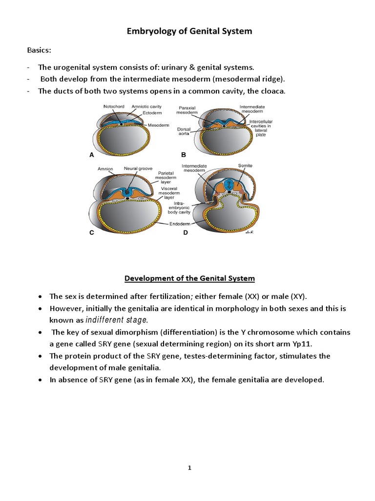 Embryology of the Urogenital System: A Comprehensive Review of the ...