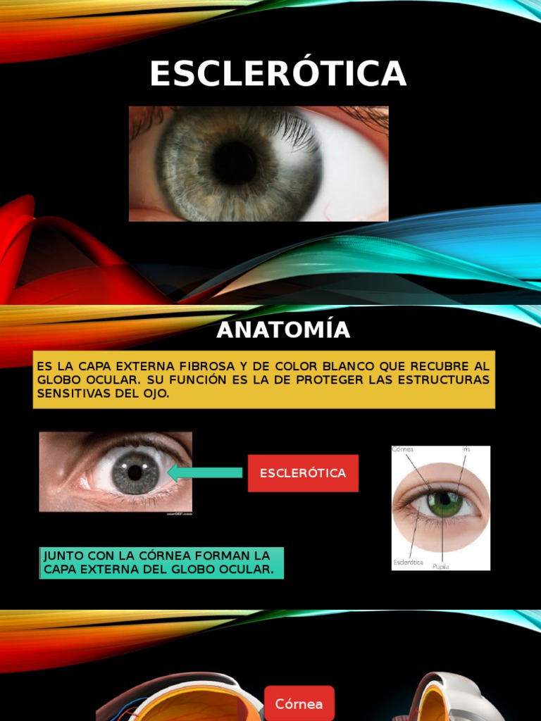 Anatomia Esclera