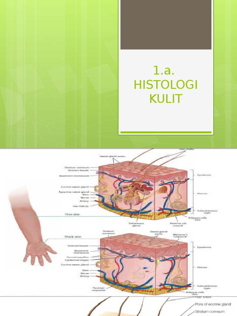 Histologi Kulit Dan Jaringan | PDF