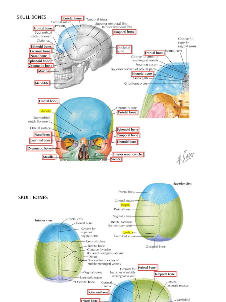 Skull Bones and Landmarks | PDF | Skull | Musculoskeletal System