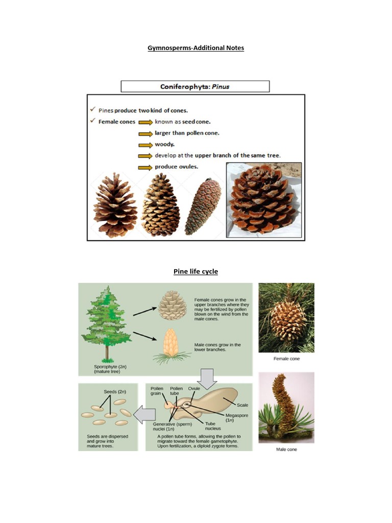GYMNOSPERMS Additional Notes | PDF