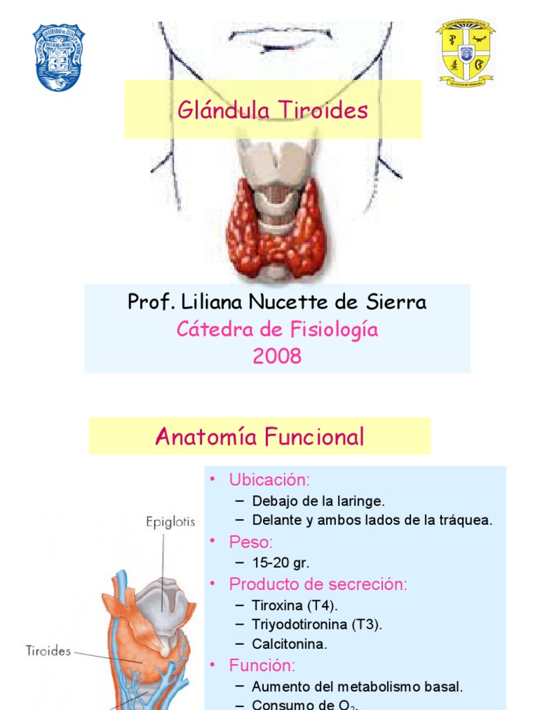 Anatomía y Fisiología de la Tiroides | PDF | Tiroides | Hormona ...