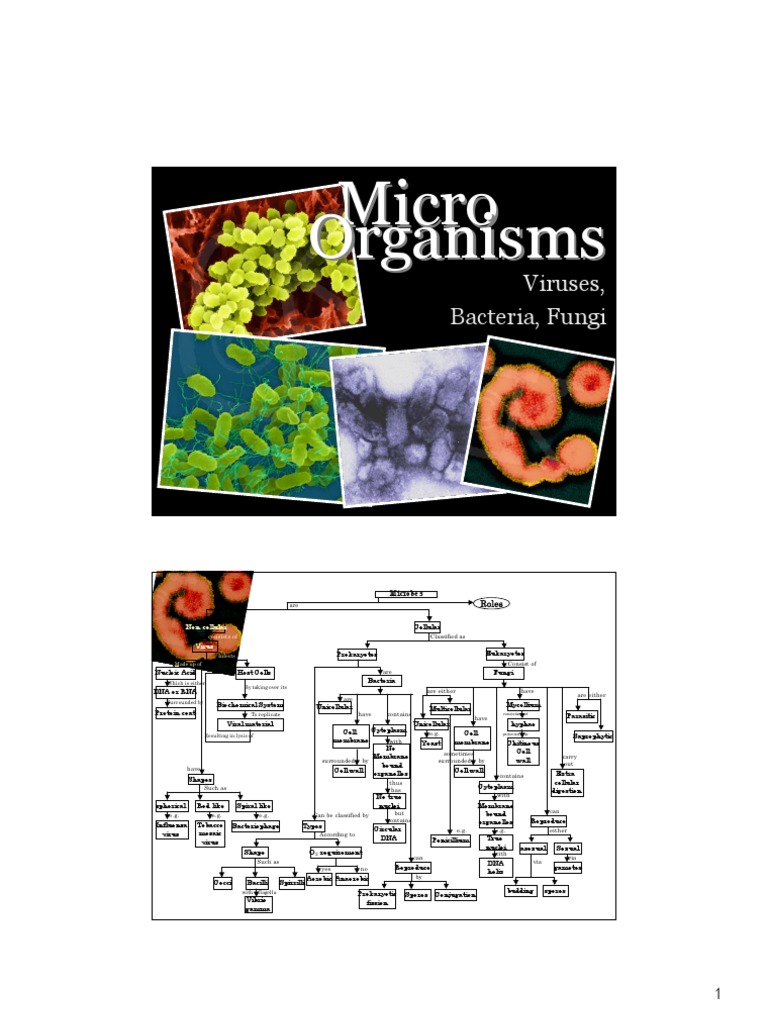 microorganisms | Cell (Biology) | Bacteria