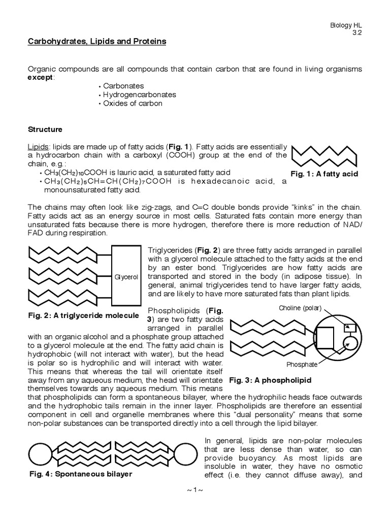 IB Biology 3.2 Carbohydrates Lipids and Proteins | Download Free PDF ...