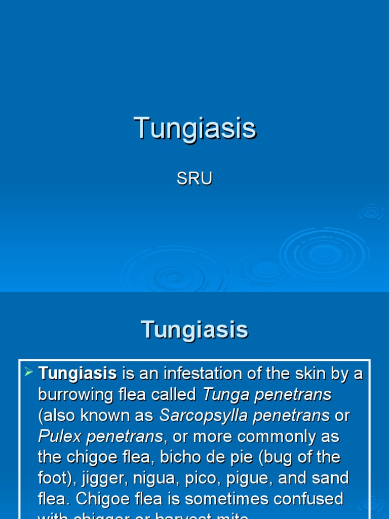 Understanding Tungiasis Infestation | PDF | Medical Specialties | Diseases And Disorders