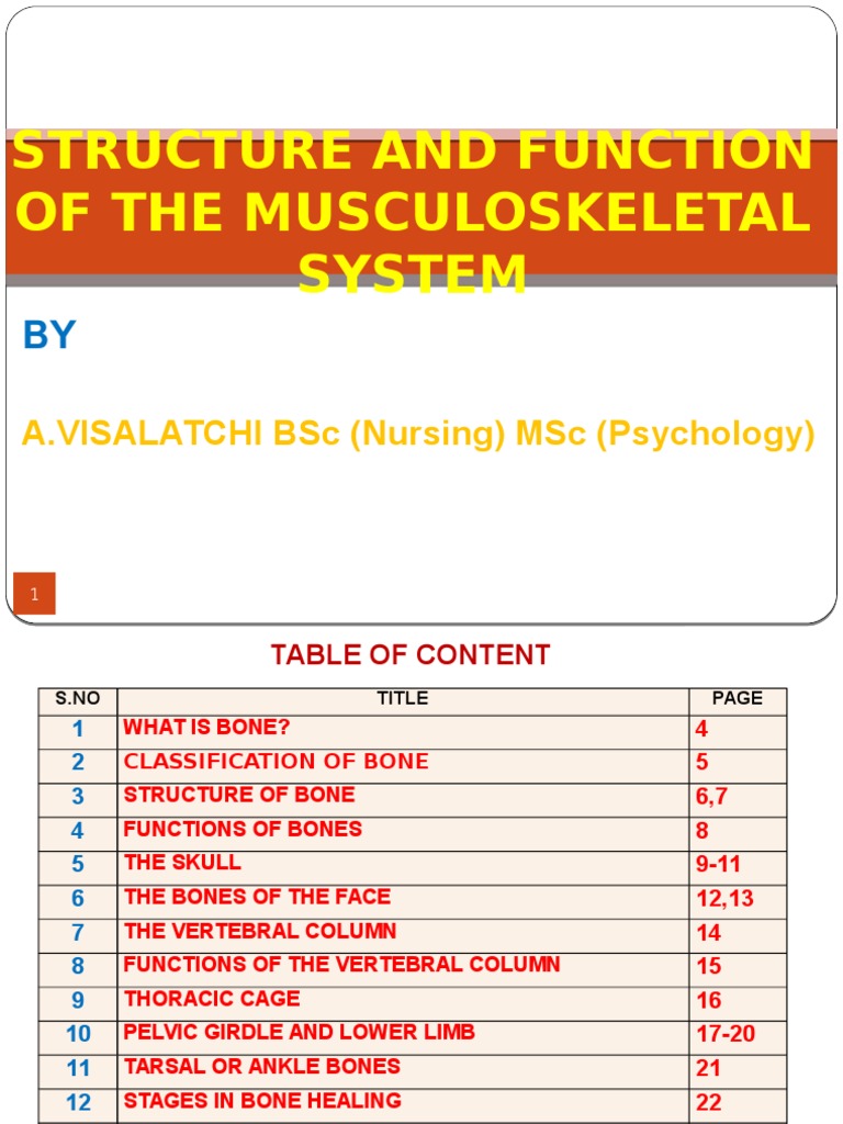 Musculoskeletal System: Structure & Function | PDF | Vertebral Column ...
