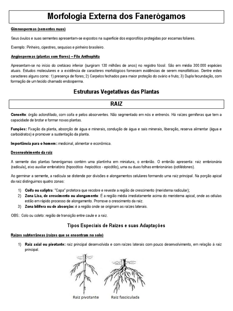 Raíz, Caule e Folha | PDF | Raiz | Semente