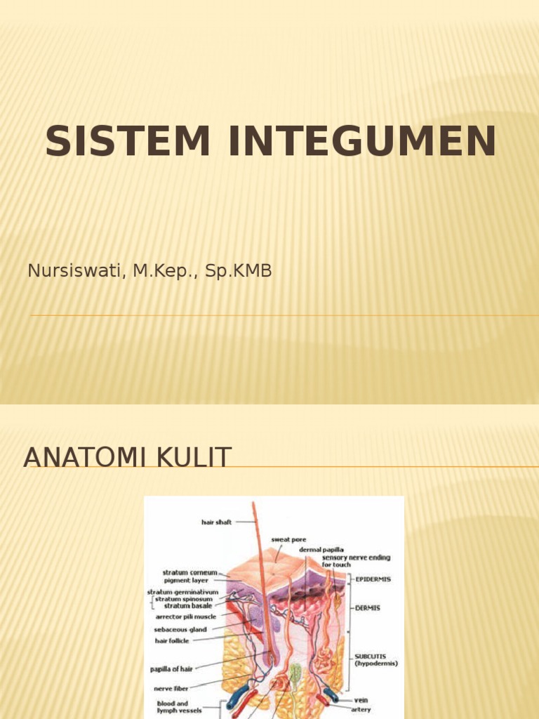 Pengantar Sistem Integumen | Integumentary System | Skin