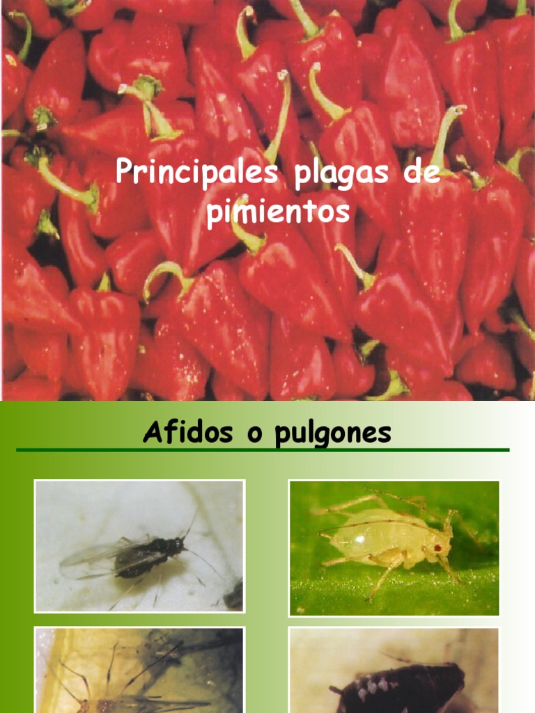 Principales Plagas de Paprika | PDF | Insectos | Agricultura